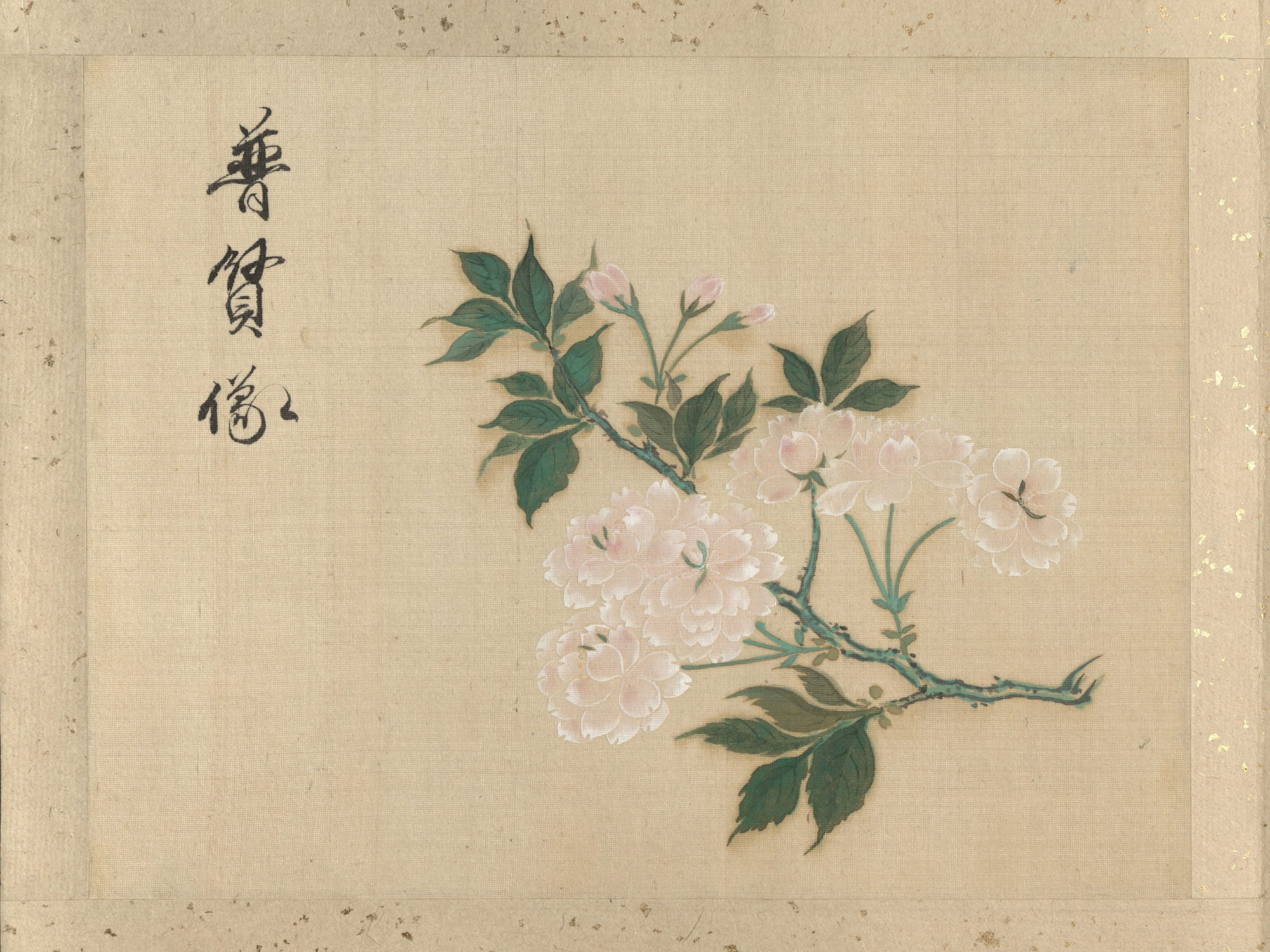 The Beauty and Science of Plants | Harvard Library